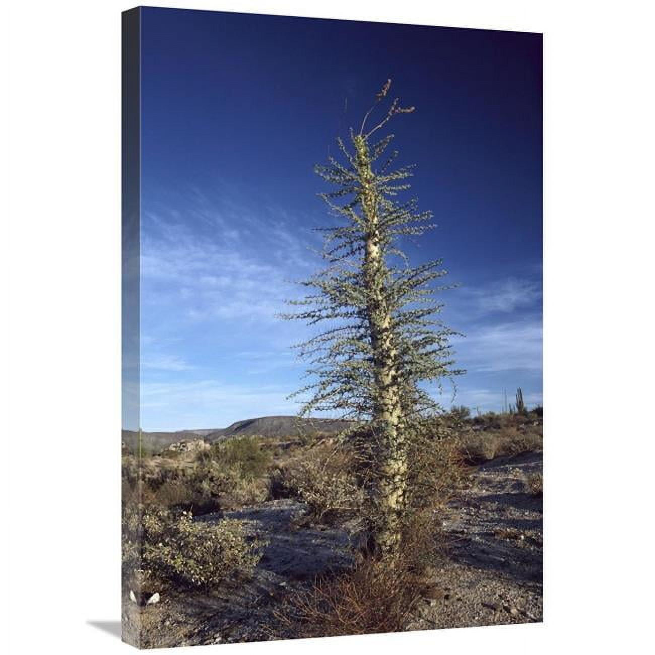 20 x 30 in. Boojum Tree with Leaves, Baja California, Mexico Art Print ...
