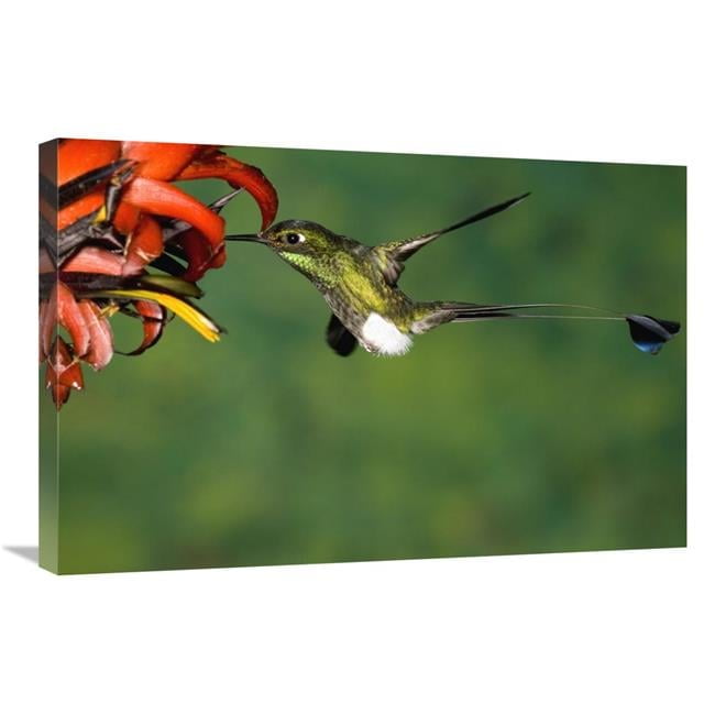20 x 30 in. Booted Racket-Tail Hummingbird Male Feeding At Flower ...