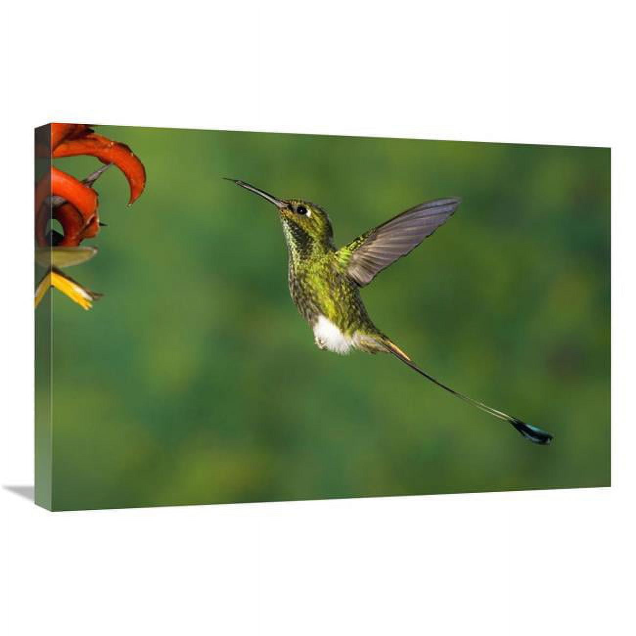 20 x 30 in. Booted Racket-Tail Hummingbird Male Hovering At Flower ...