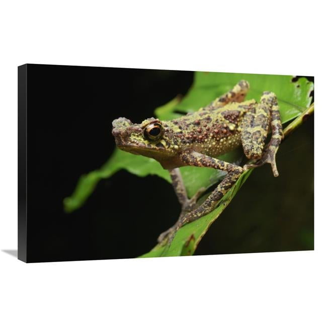 20 x 30 in. Bornean Rainbow Toad, Unseen Since 1924 It Was Rediscovered ...