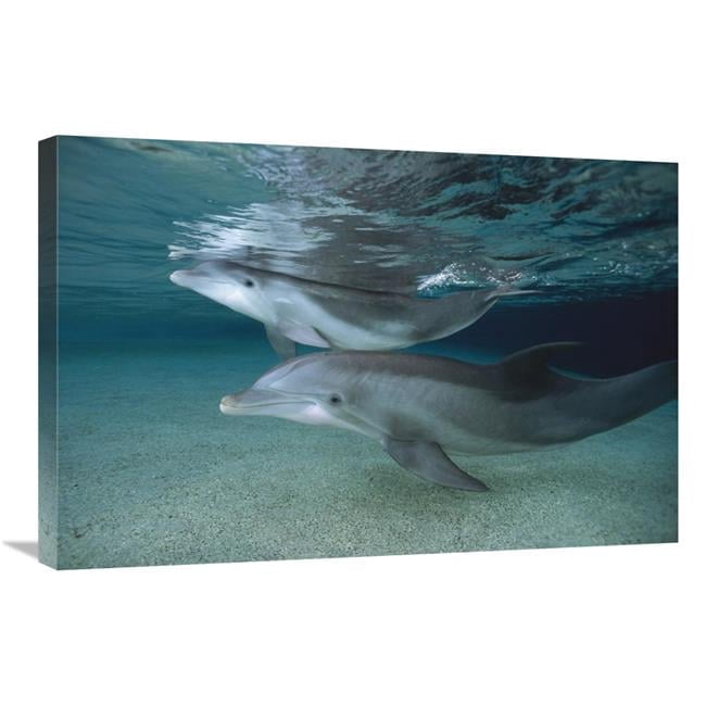 20 x 30 in. Bottlenose Dolphin Adult & Juvenile Swimming in Shallow ...