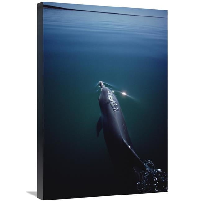 20 x 30 in. Bottlenose Dolphin Surfacing, Australia Art Print - Flip ...