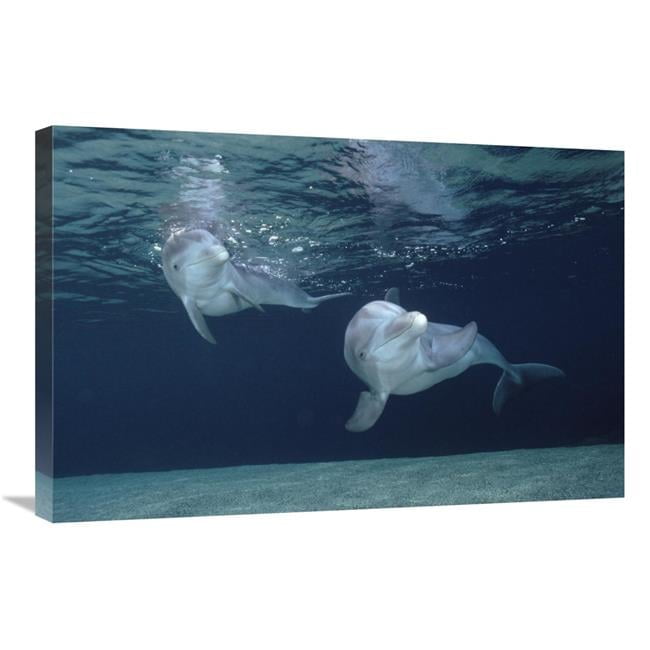 20 x 30 in. Bottlenose Dolphin Underwater Pair, Hawaii Art Print - Flip ...