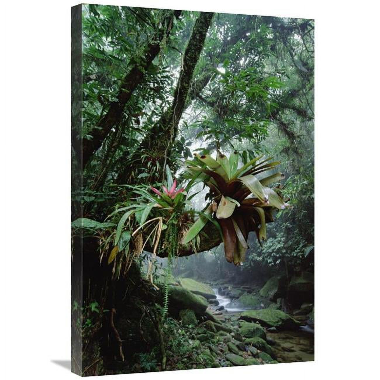 20 x 30 in. Bromeliads Growing in Trees Along Stream in Bocaina ...