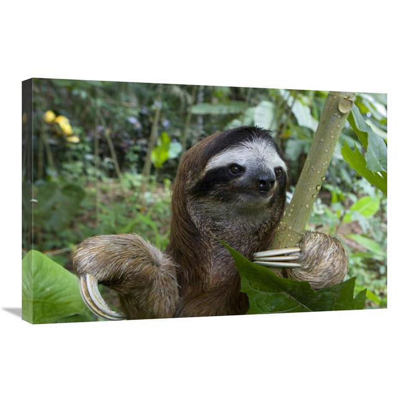 20 x 30 in. Brown-Throated Three-Toed Sloth Male, Aviarios Sloth ...