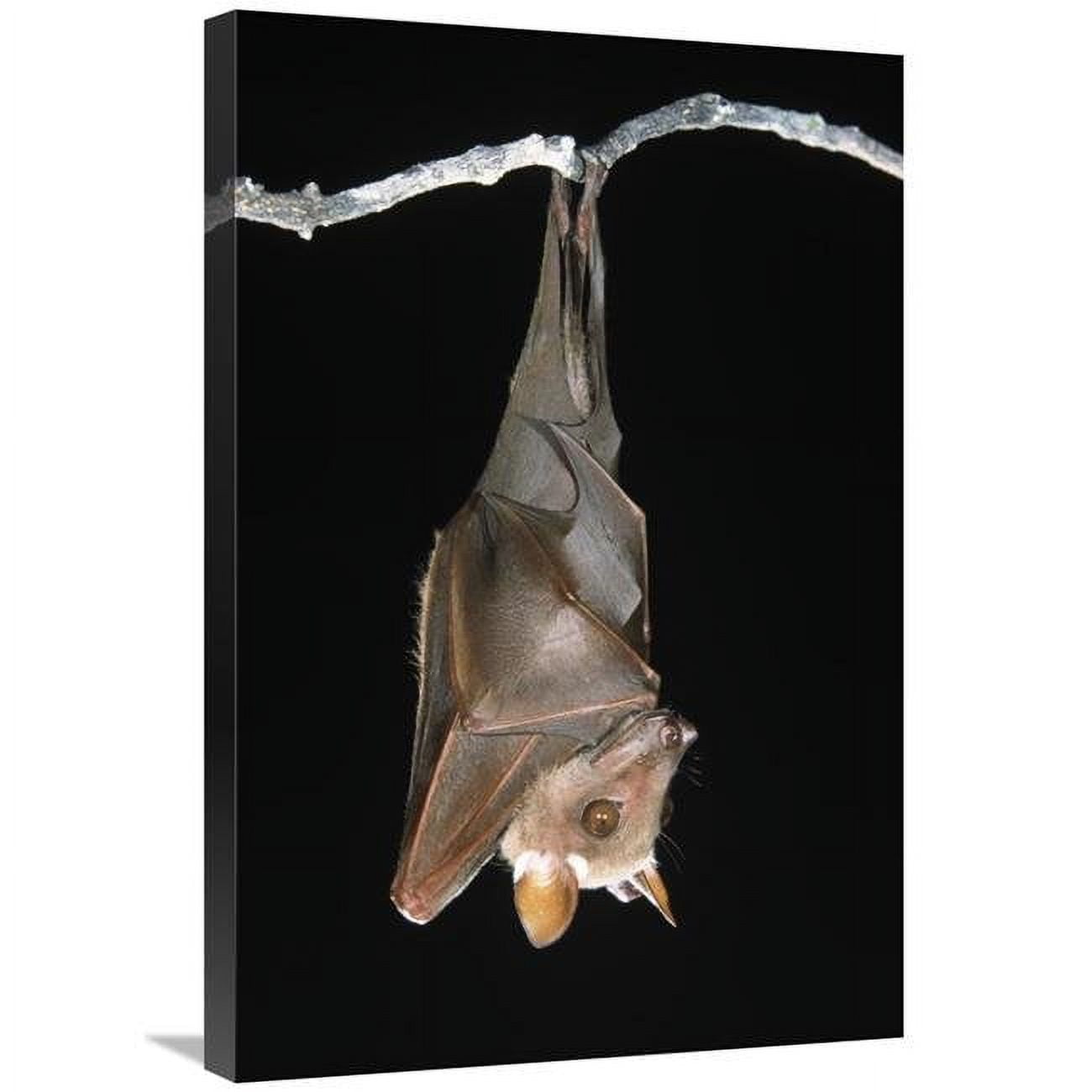 Vampire Bat Hanging Upside Down