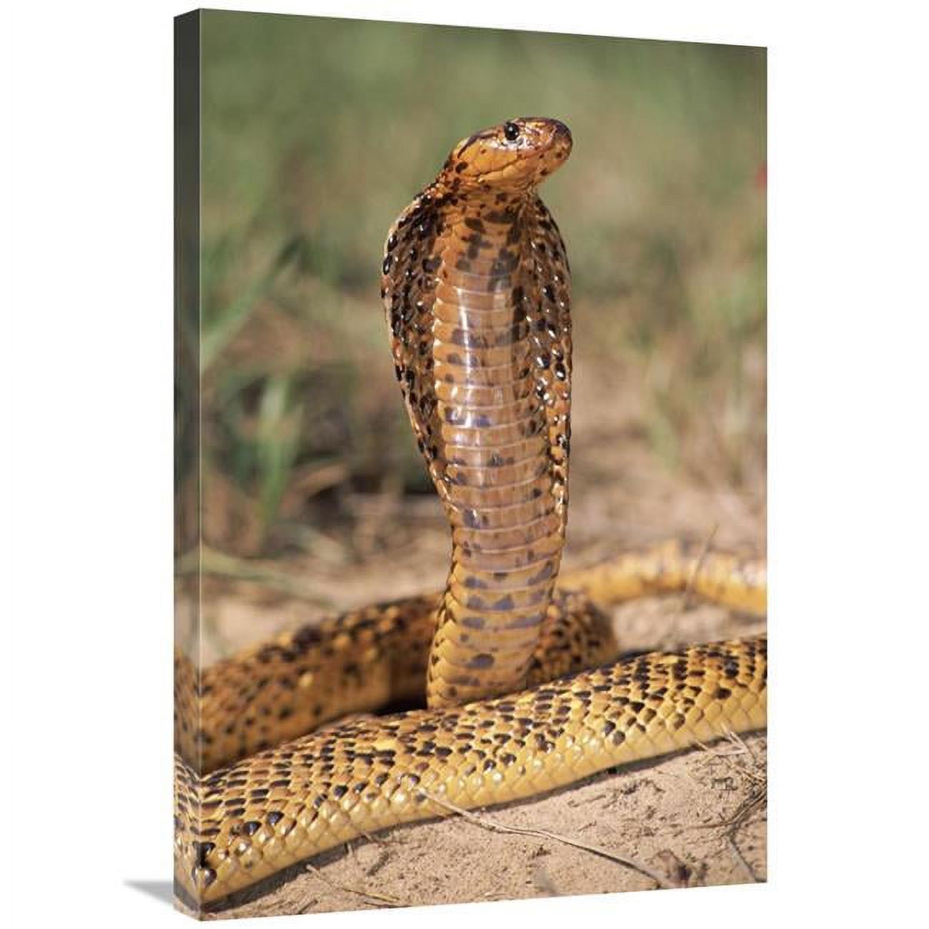 20 x 30 in. Cape Cobra Speckled Morph, in Defensive Display, Showcasing ...