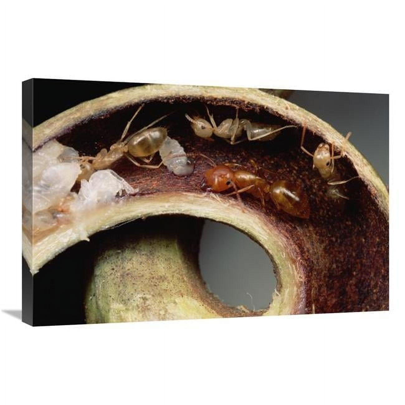 20 x 30 in. Carpenter Ants & Pupae Nest Safely in Tendril of ...