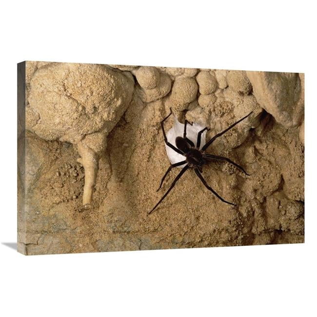 20 x 30 in. Cave Tarantula with Egg Sac, Mexico Art Print - Mark ...