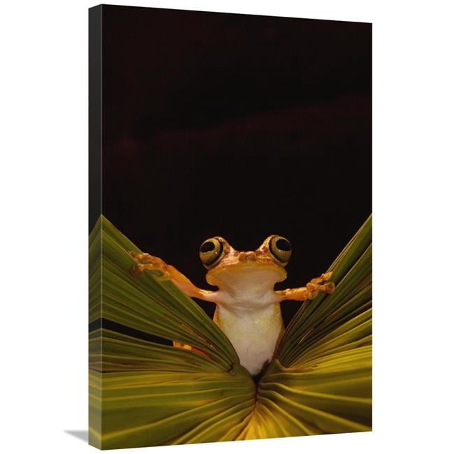 20 x 30 in. Chachi Tree Frog, Choco Rainforest, Ecuador Art Print ...