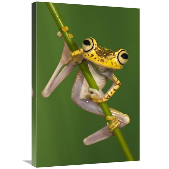 20 x 30 in. Chachi Tree Frog, Northwest Ecuador Art Print - Pete Oxford ...