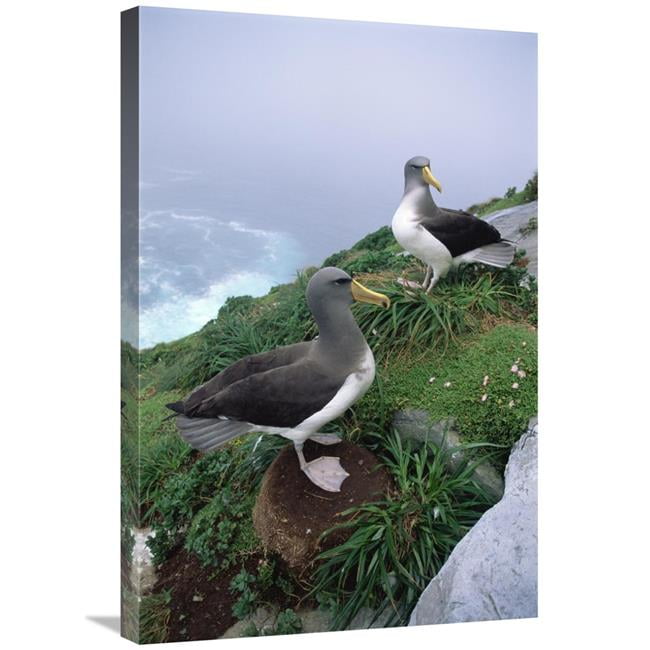 20 x 30 in. Chatham Albatrosses Nesting on A Cliff Edge, The Pyramid ...