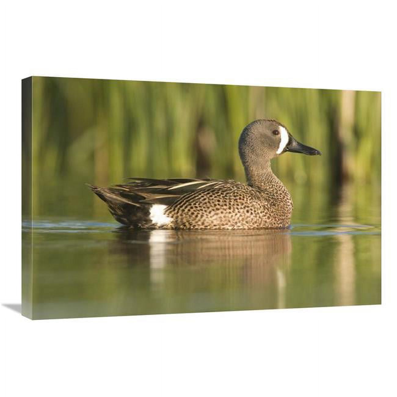 20 x 30 in. Cinnamon Teal Male, J. Clark Salyer National Wildlife ...