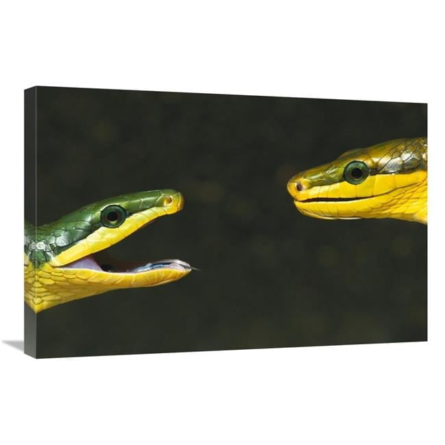 20 x 30 in. Colubrid Snakes Making Initial Contact to Identify Friend ...