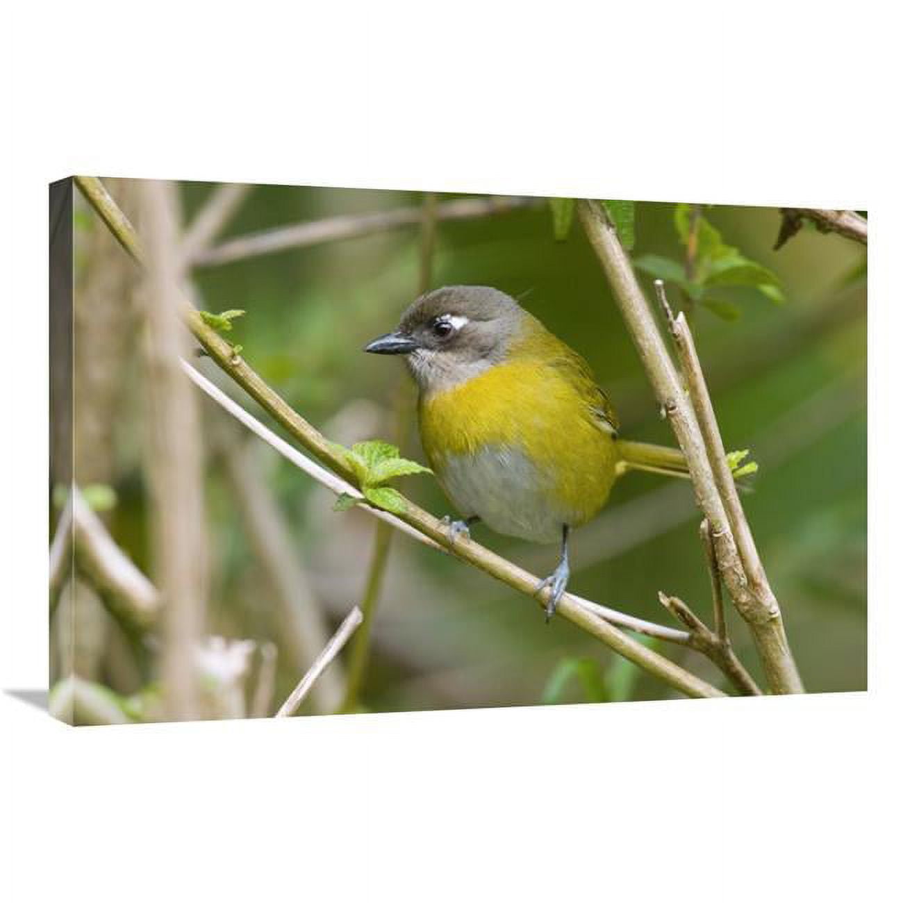 20 x 30 in. Common Bush-Tanager, Costa Rica Art Print - Steve Gettle ...