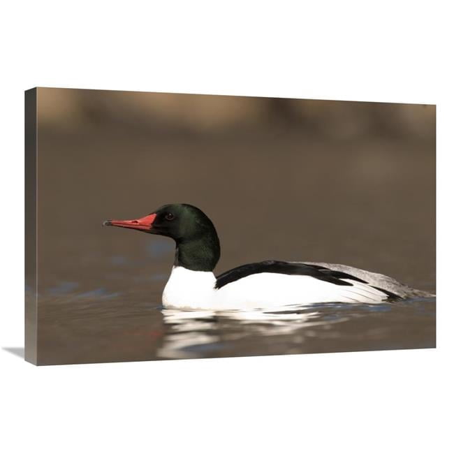 20 x 30 in. Common Merganser Male Swimming, Kensington Metropark ...