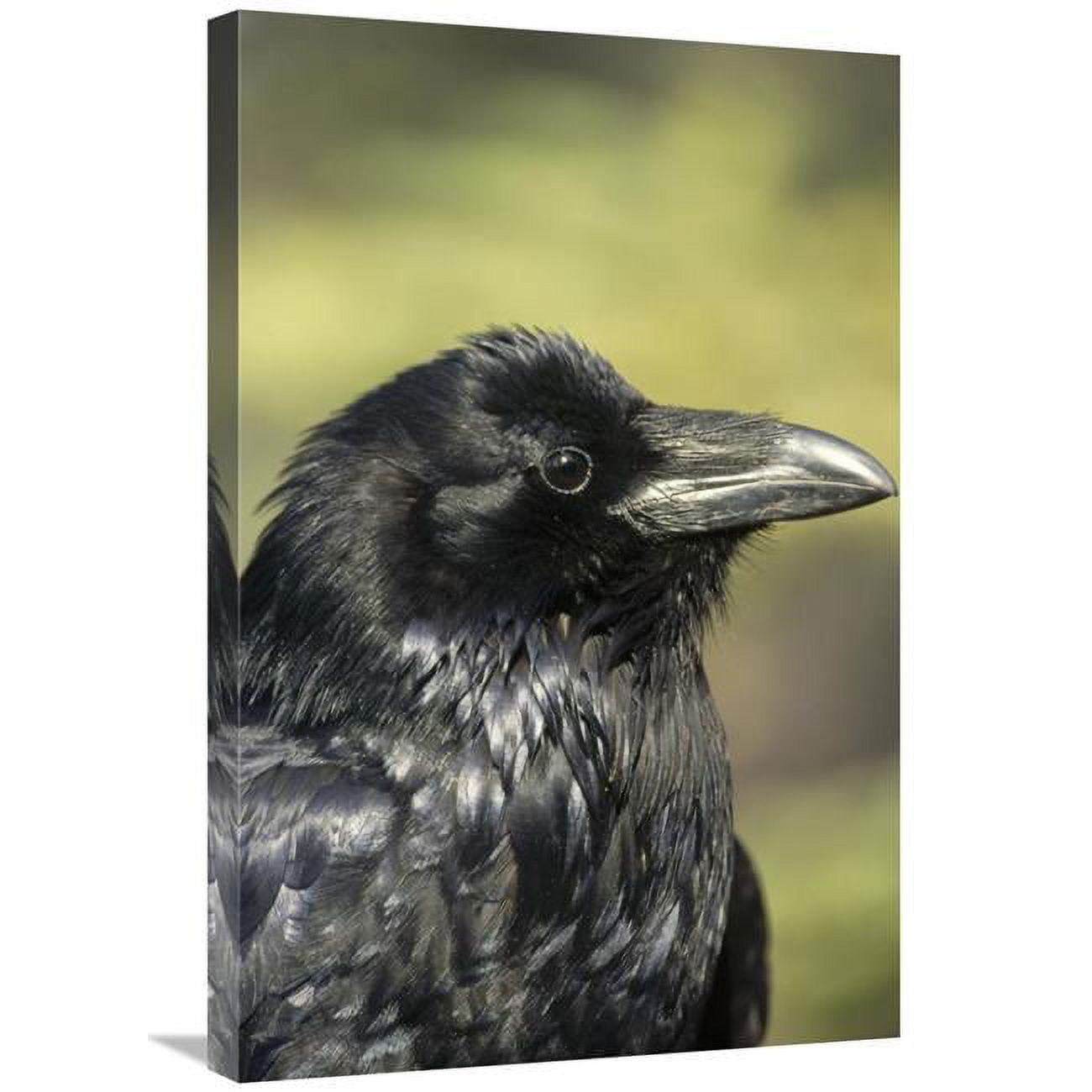 20 x 30 in. Common Raven Portrait in the Summer, Alaska Art Print ...
