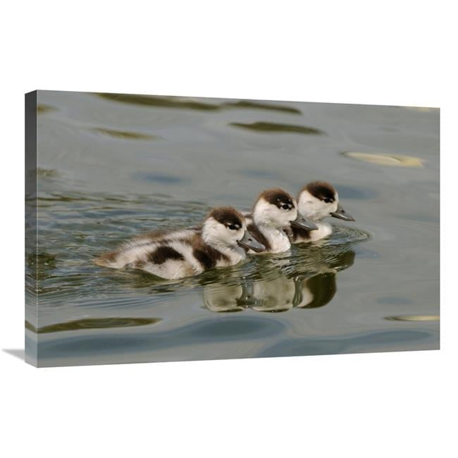 20 x 30 in. Common Shelduck Three Ducklings, Swimming Together ...