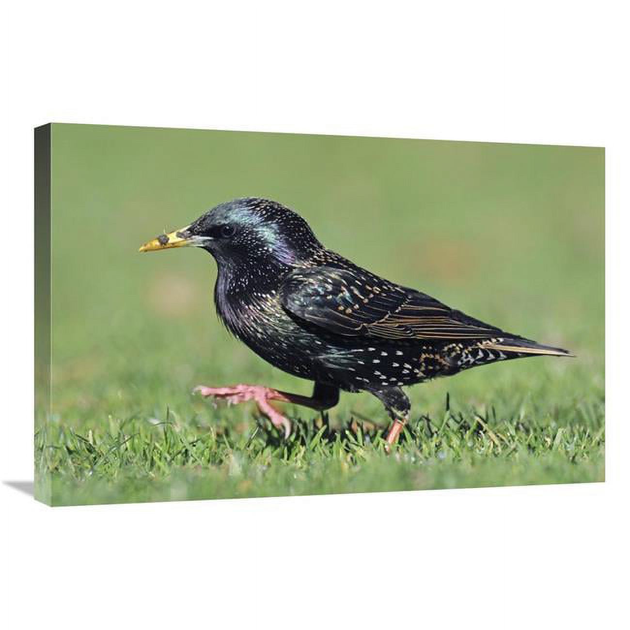 20 x 30 in. Common Starling Walking, Christchurch, New Zealand Art ...