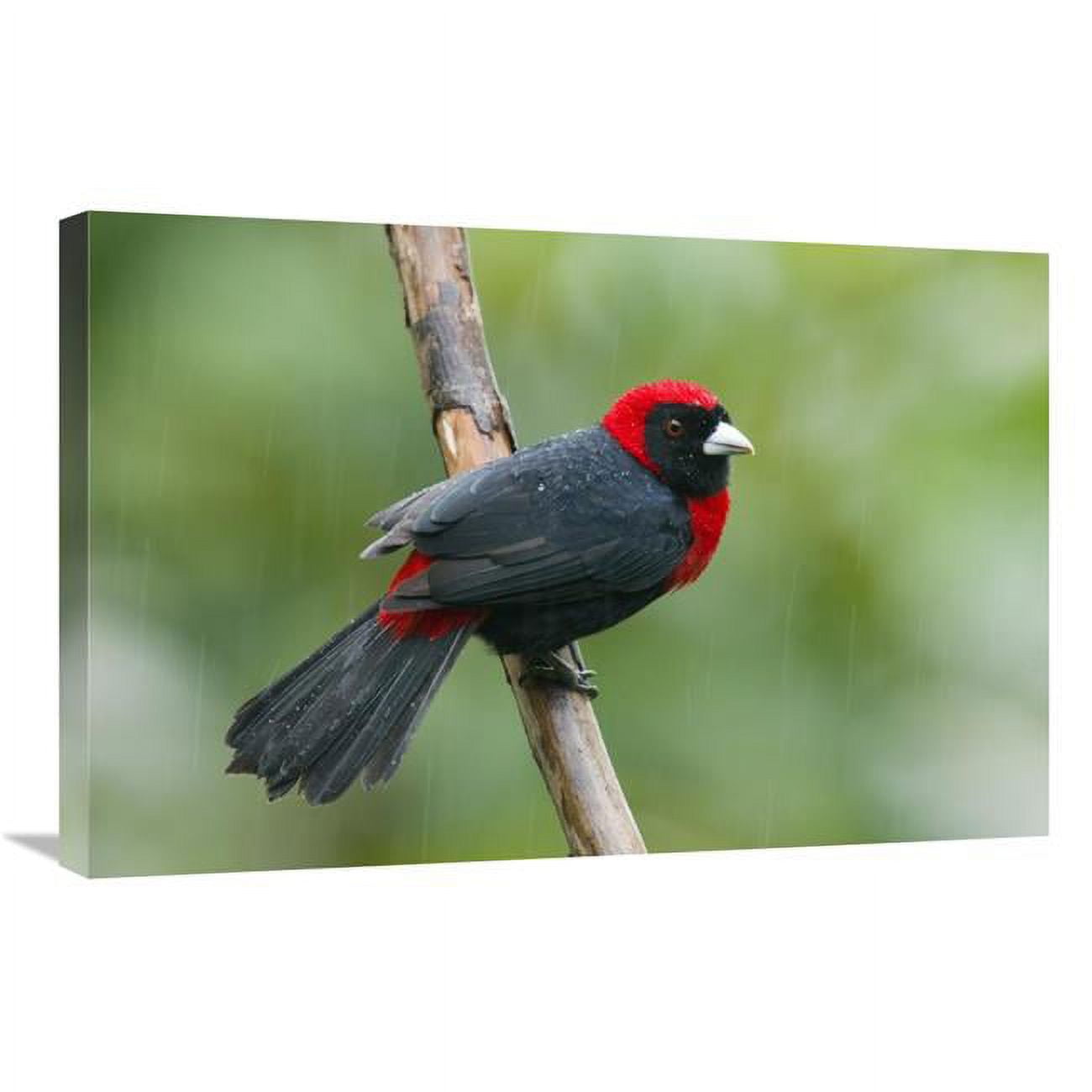 20 x 30 in. Crimson-Collared Tanager Male, Costa Rica Art Print - Steve ...