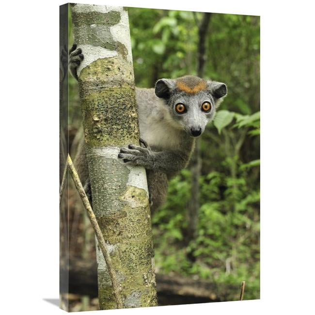 20 x 30 in. Crowned Lemur Female, Ankarana Special Reserve, Madagascar ...