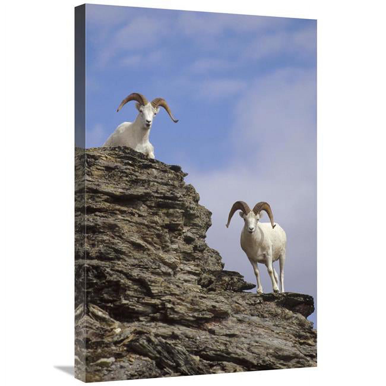 20 x 30 in. Dalls Sheep Pair on Rock Outcrop, North America Art Print ...