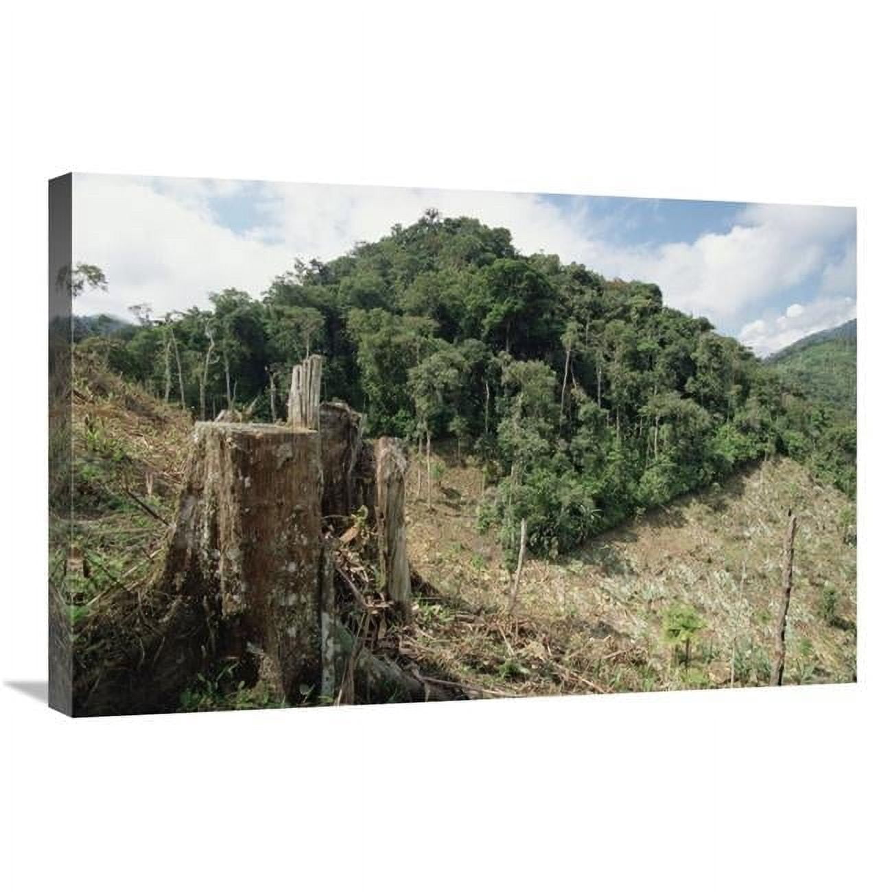 20 x 30 in. Deforested Hillside of Wet Montane Rainforest Near Los ...