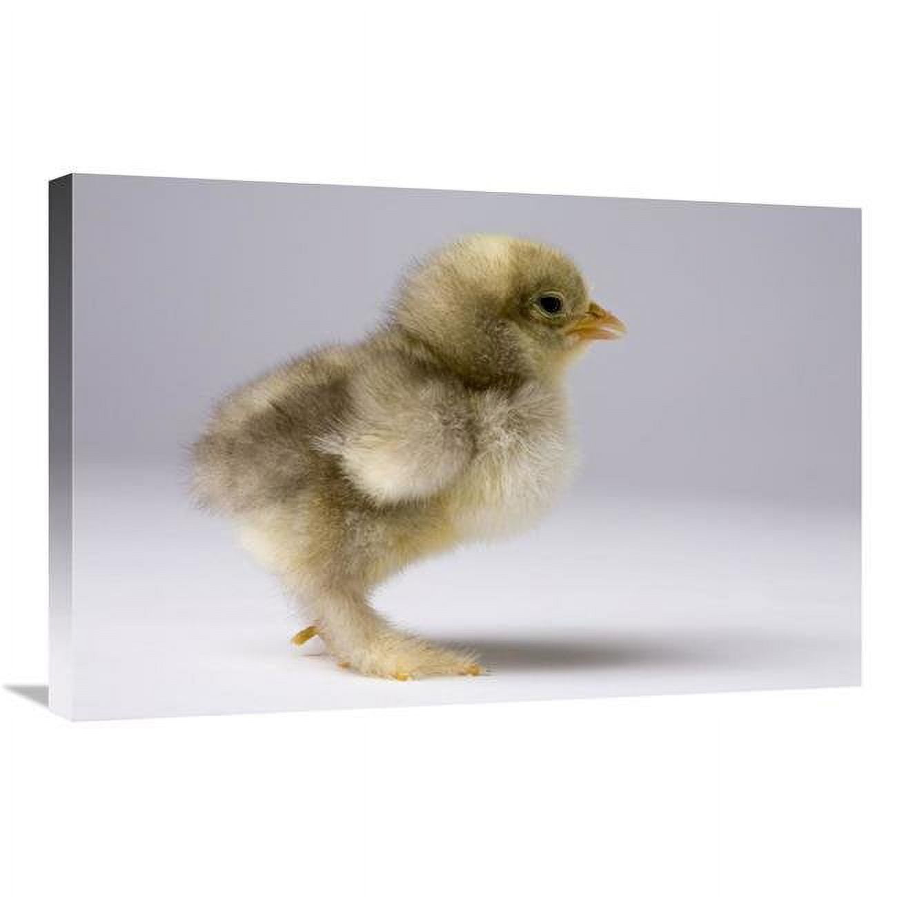 20 x 30 in. Domestic Chicken, Banty Morph, About One Week After ...