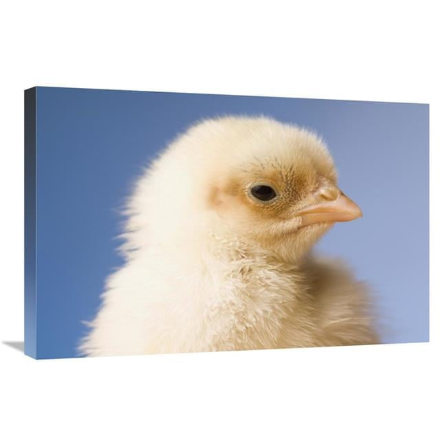 20 x 30 in. Domestic Chicken, Banty Morph, Hatchling Art Print ...