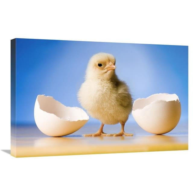 20 x 30 in. Domestic Chicken, Banty Morph, Hatchling with Egg Shell Art ...