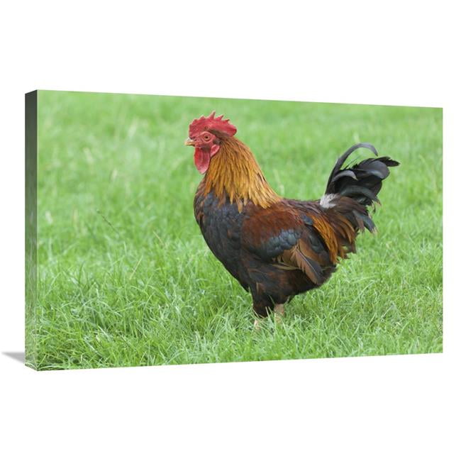 20 x 30 in. Domestic Chicken, Farmyard Cockerel on Grass, Norfolk ...