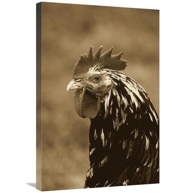 20 x 30 in. Domestic Chicken, Gournay Cockerel, Close-Up of Head ...