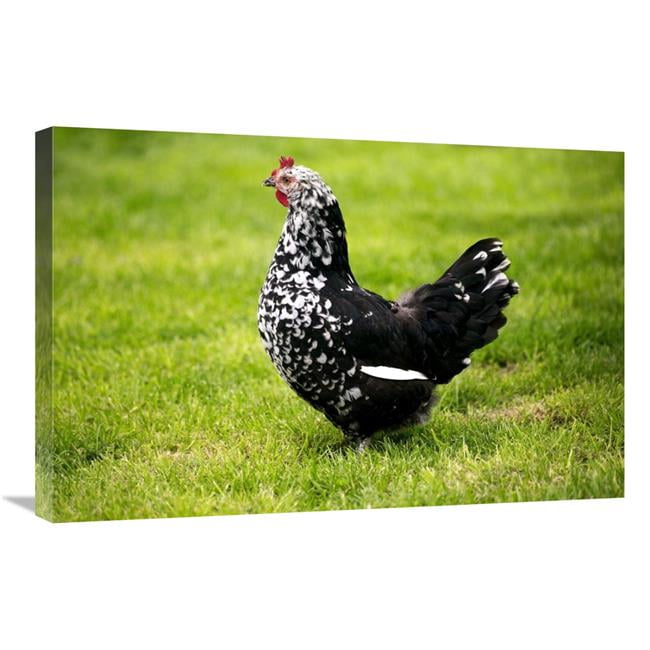 20 x 30 in. Domestic Chicken, Gournay Hen, Standing on Grass, Normandy ...