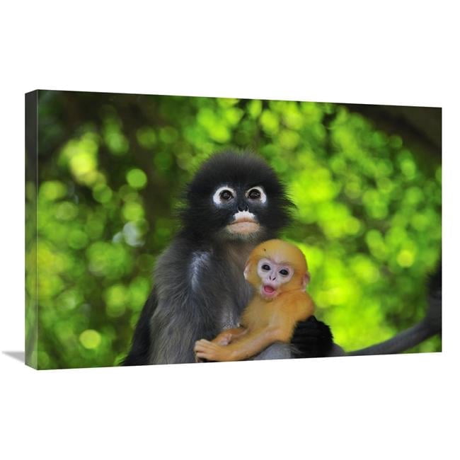 20 x 30 in. Dusky Leaf Monkey Mother with Baby, Khao Sam Roi Yot ...
