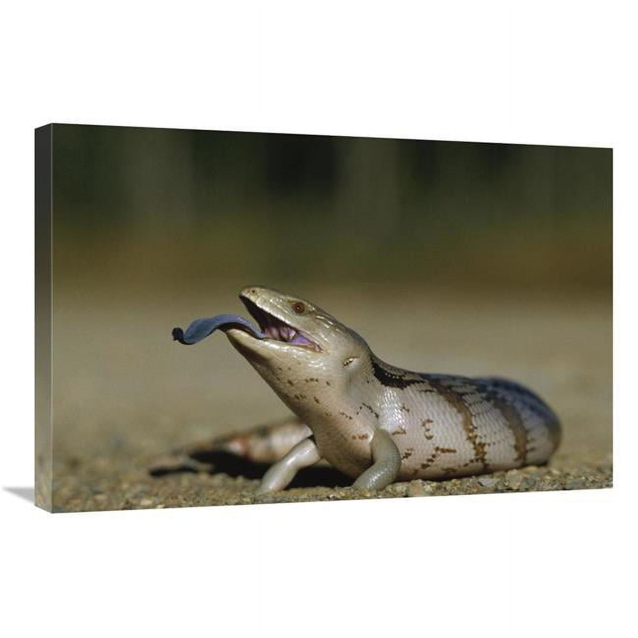 20 x 30 in. Eastern Blue-Tongue Skink Extending Blue Tongue, Australia ...