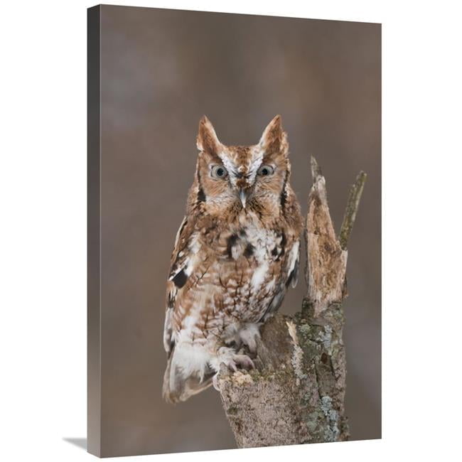 20 x 30 in. Eastern Screech Owl Red Morph, Howell Nature Center ...