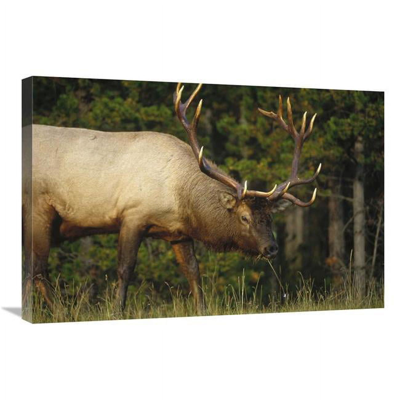 20 x 30 in. Elk Grazing, North America Art Print - Tim Fitzharris ...