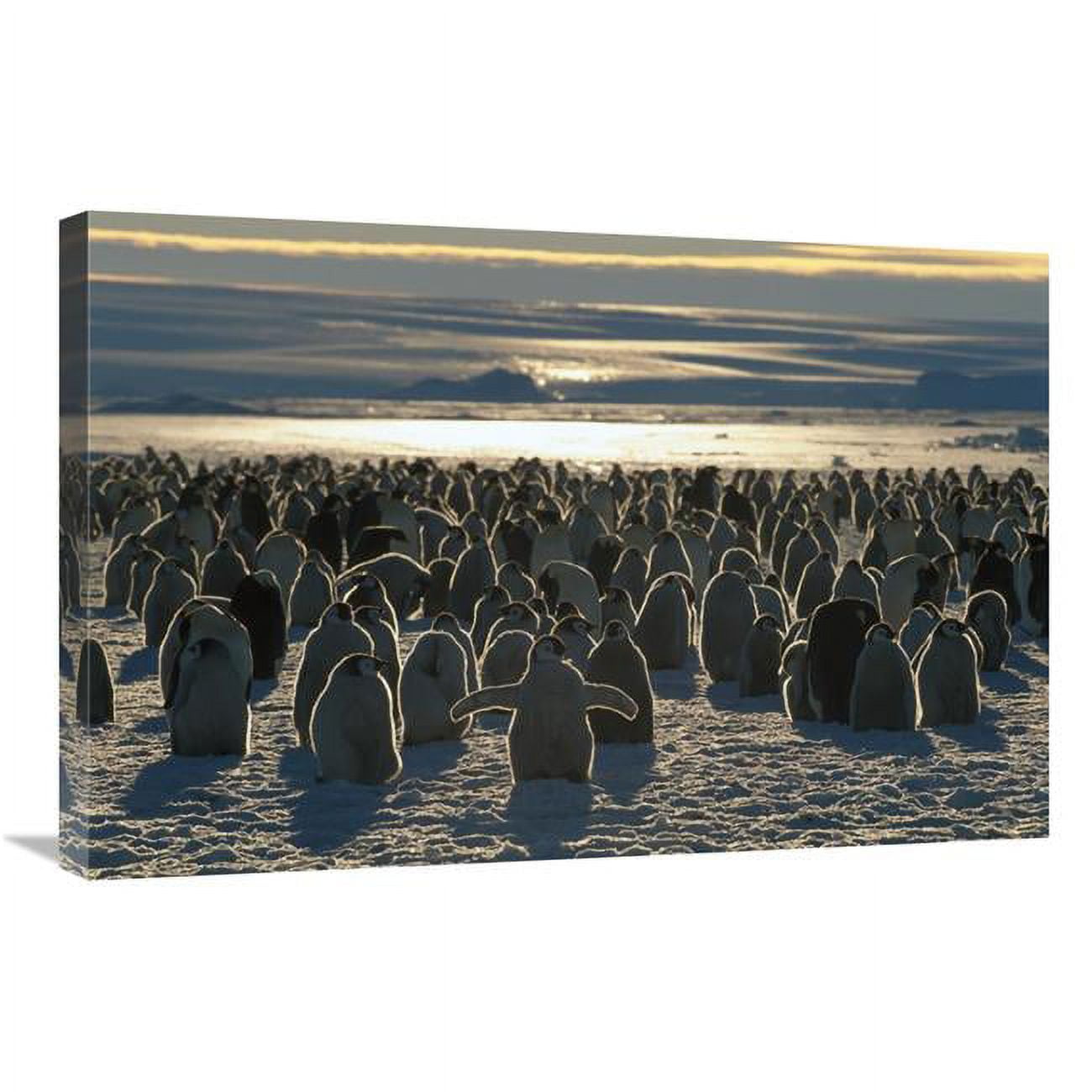 20 x 30 in. Emperor Penguin Colony, Auster Ep Rookery, Australian ...
