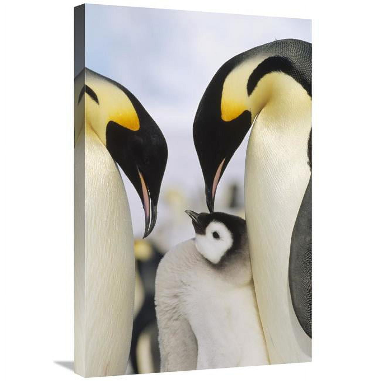20 x 30 in. Emperor Penguin Parents with Chick, Antarctica Art Print ...