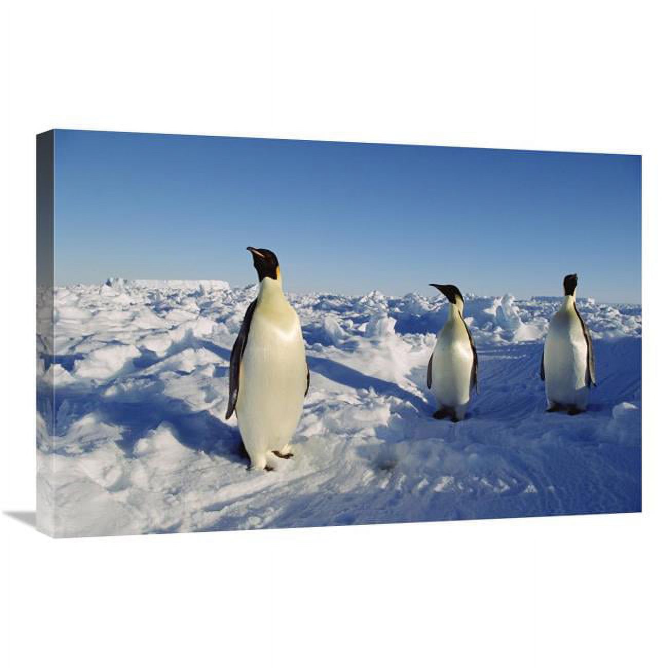 20 x 30 in. Emperor Penguin Trio Standing on Ice Field, Antarctica Art ...