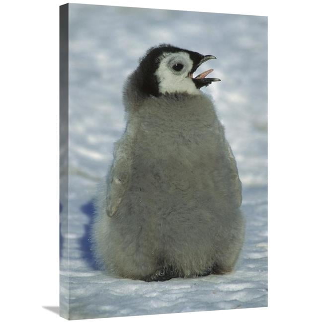 20 x 30 in. Emperor Penguin Young Chick on Fast Ice Panting to Keep ...