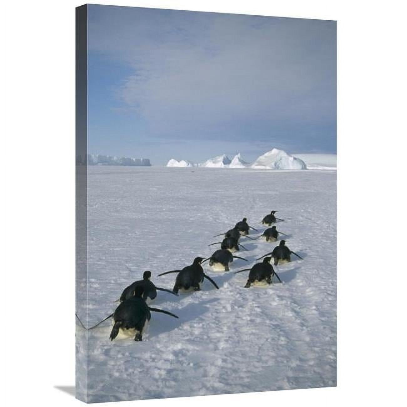 20 x 30 in. Emperor Penguins Tobogganing to Rookery, Edward VIii Gulf ...