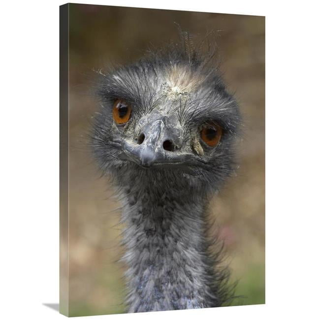20 x 30 in. Emu Portrait, Native to Australia Art Print - San Diego Zoo ...