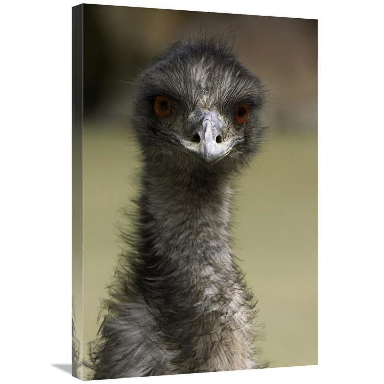20 x 30 in. Emu Portrait, Native to Australia Art Print - San Diego Zoo ...