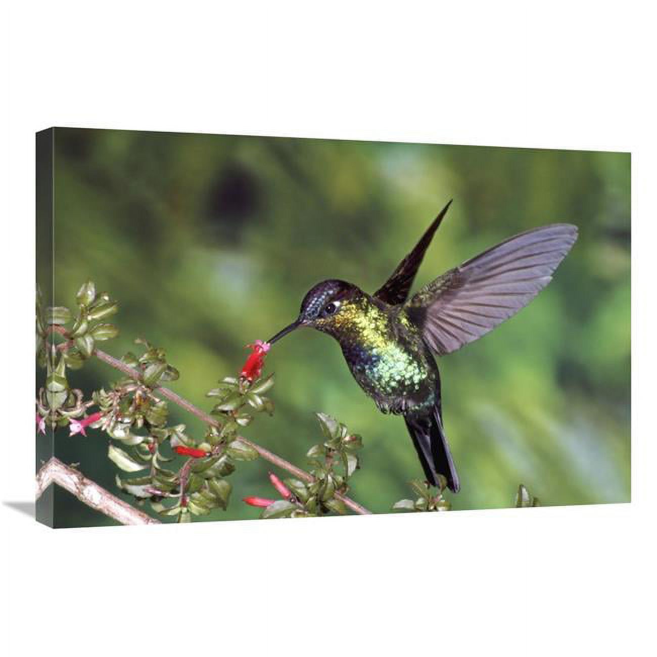 20 x 30 in. Fiery-Throated Hummingbird Feeding at Ladies Eardrops ...