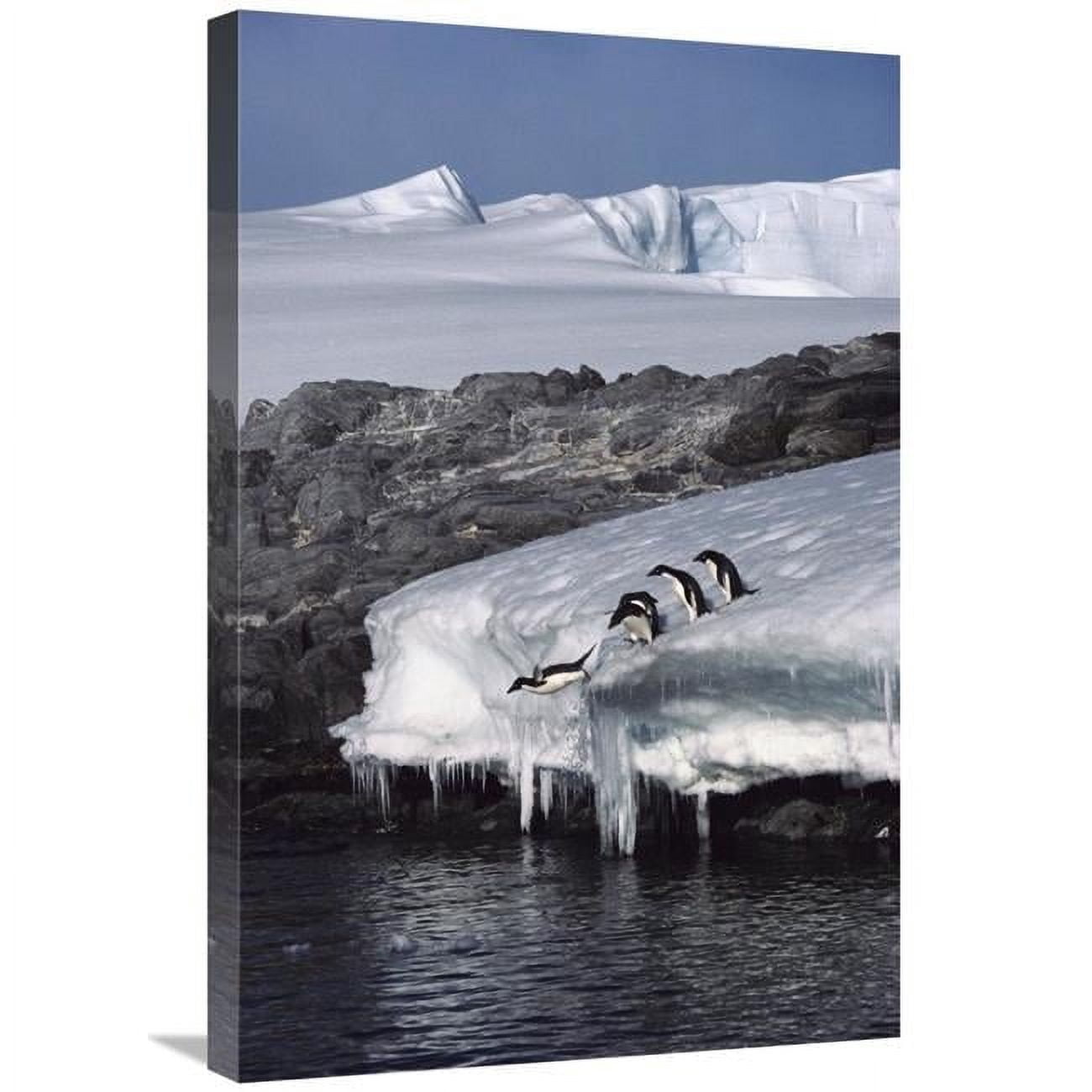 20 x 30 in. Five Adelie Penguins Diving From Ice Edge Into Water, Point ...