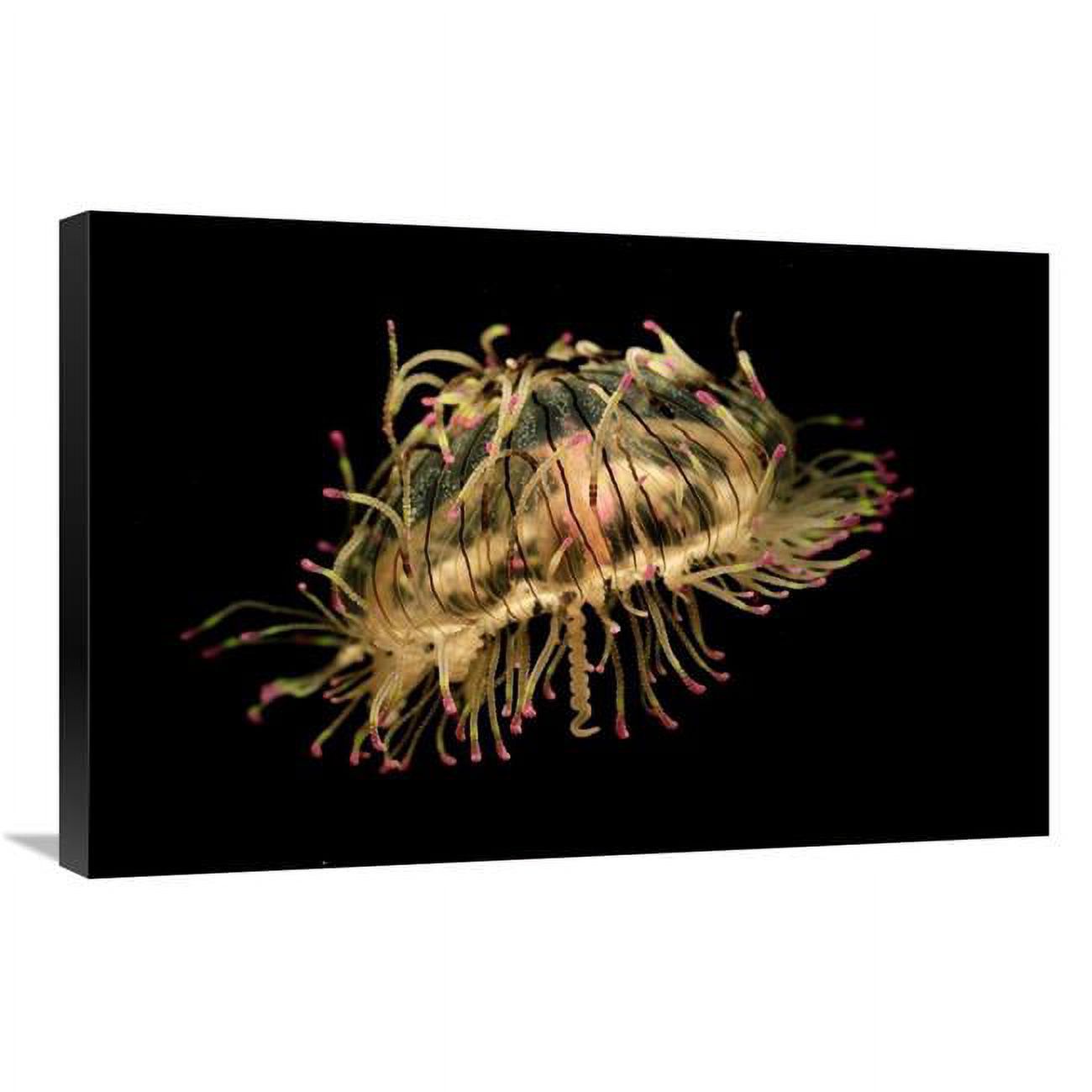 20 x 30 in. Flower Hat Jelly, Native to Brazil, Argentina & Japan Art ...