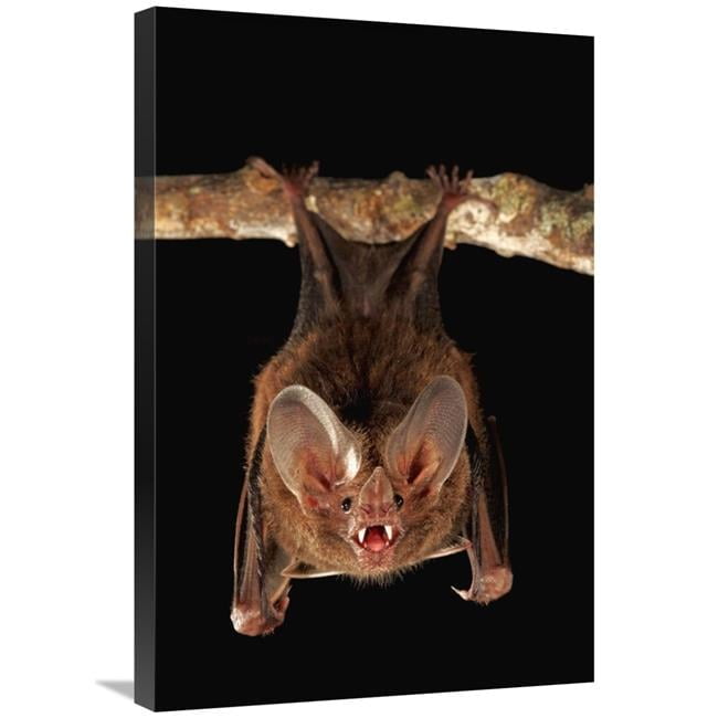 20 x 30 in. Fringe-Lipped Bat Roosting & Calling, Smithsonian Tropical ...