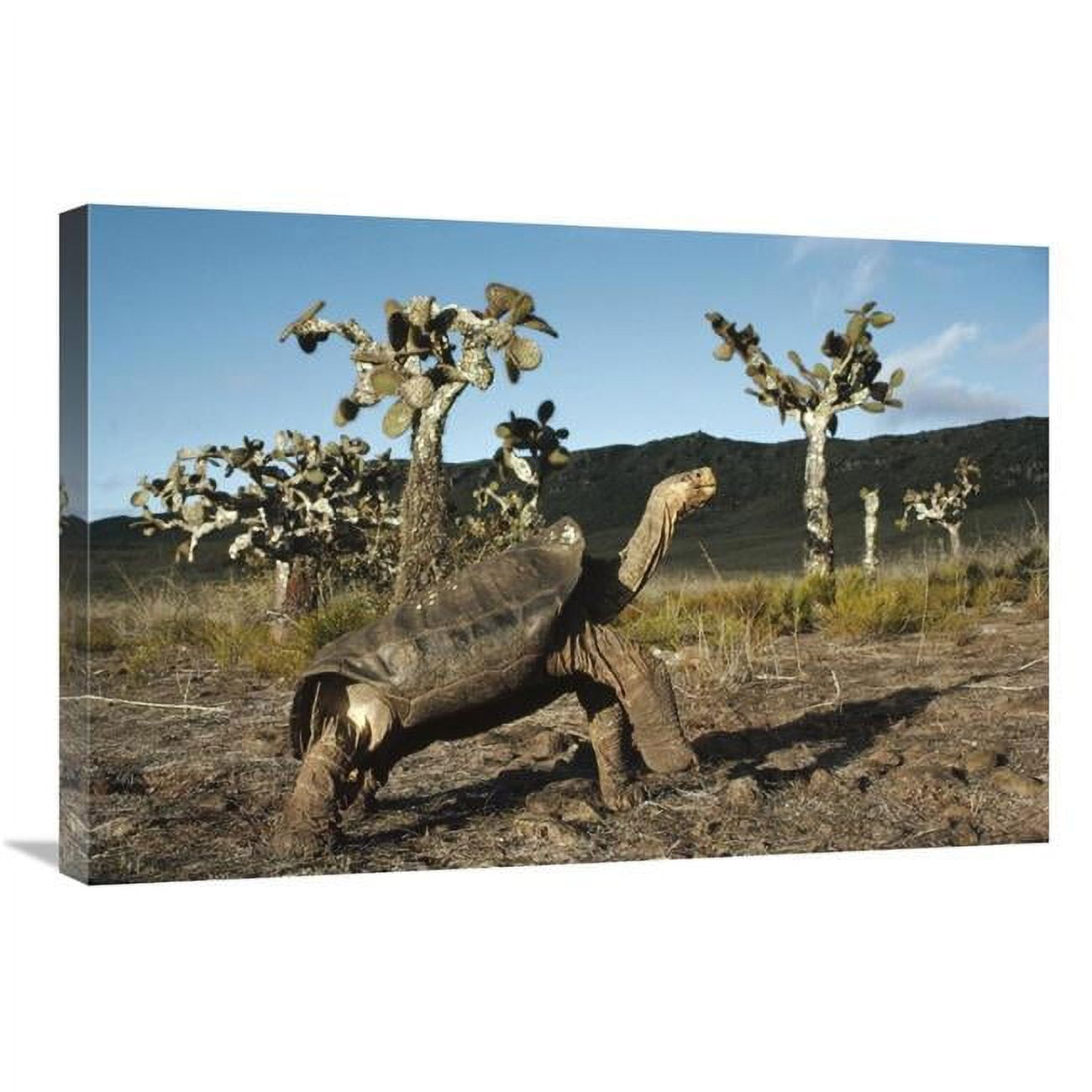 20 x 30 in. Galapagos Giant Tortoise Opuntia Cacti, Galapagos Islands ...