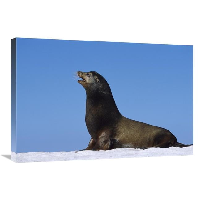 20 x 30 in. Galapagos Sea Lion Male, Mosquera Island, Galapagos Islands ...
